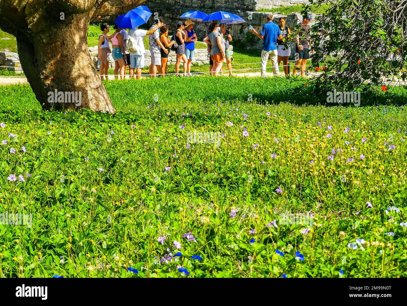 Tropical natural jungle forest palm trees at the ancient Tulum ruins ...
