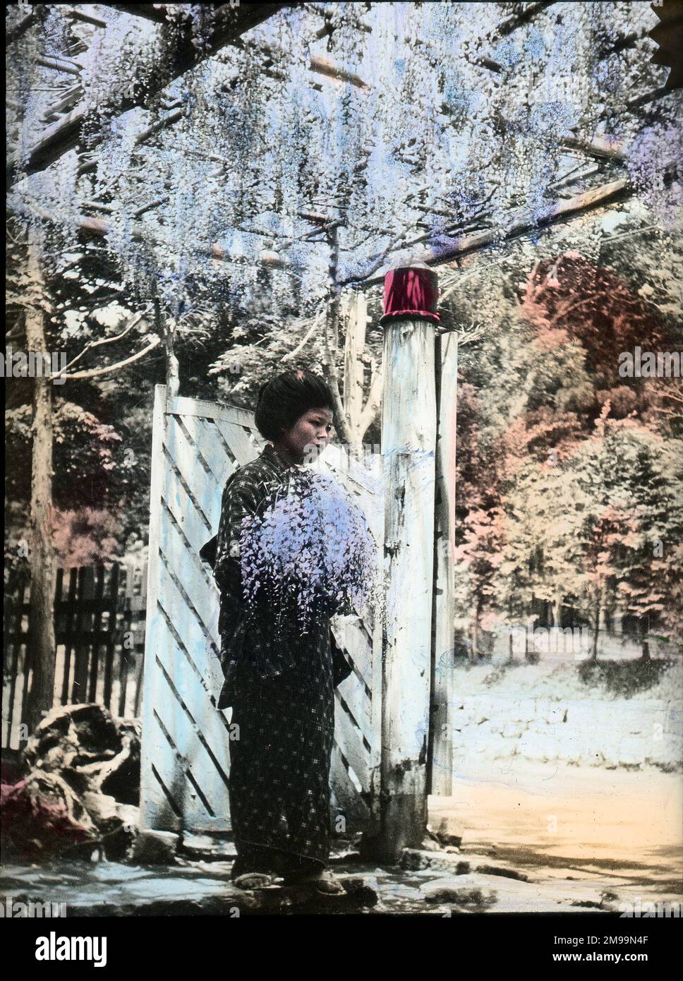 Wisteria Blossoms Hakone. William Francis Forbes-Sempill, 19th Lord ...