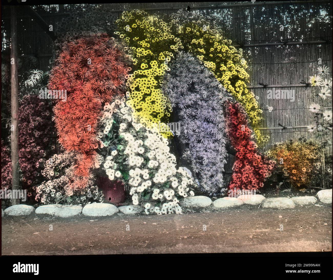 Chrysanthemums. William Francis Forbes-Sempill, 19th Lord Sempill AFC ...