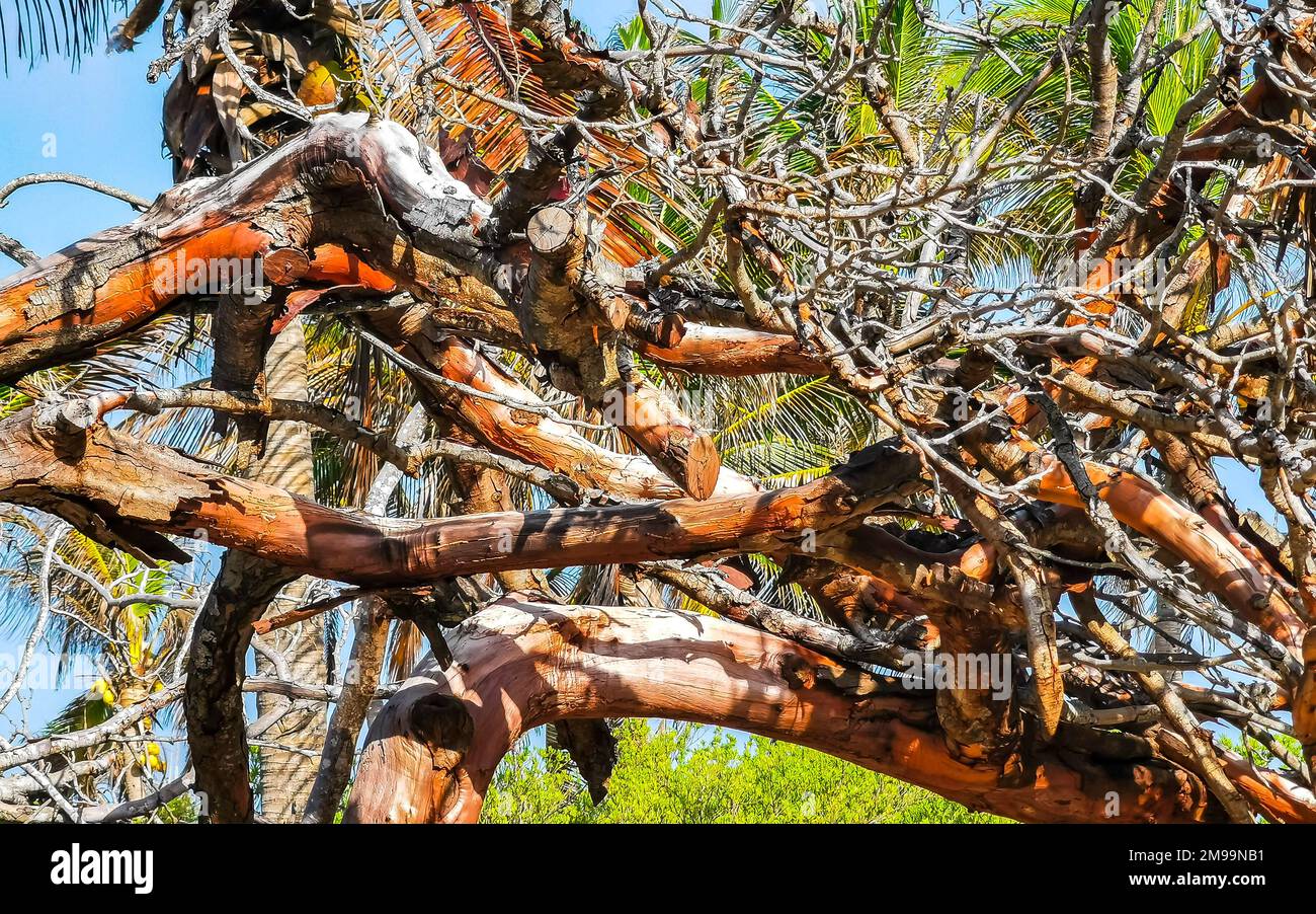 Tropical natural jungle forest palm trees at the ancient Tulum ruins ...