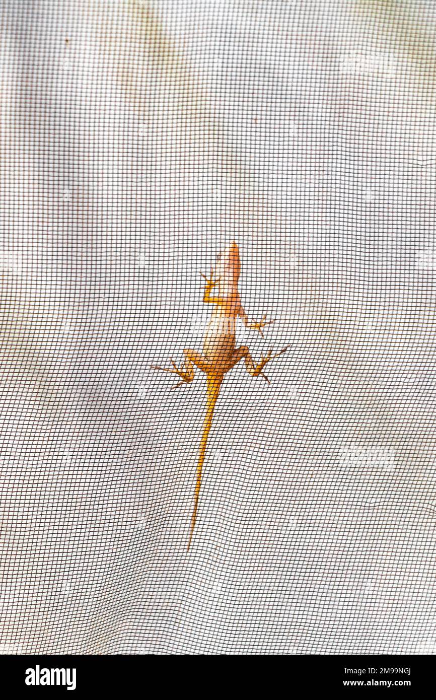 Small pink gecko lizard crawls up net on Isla Holbox island in Quintana ...