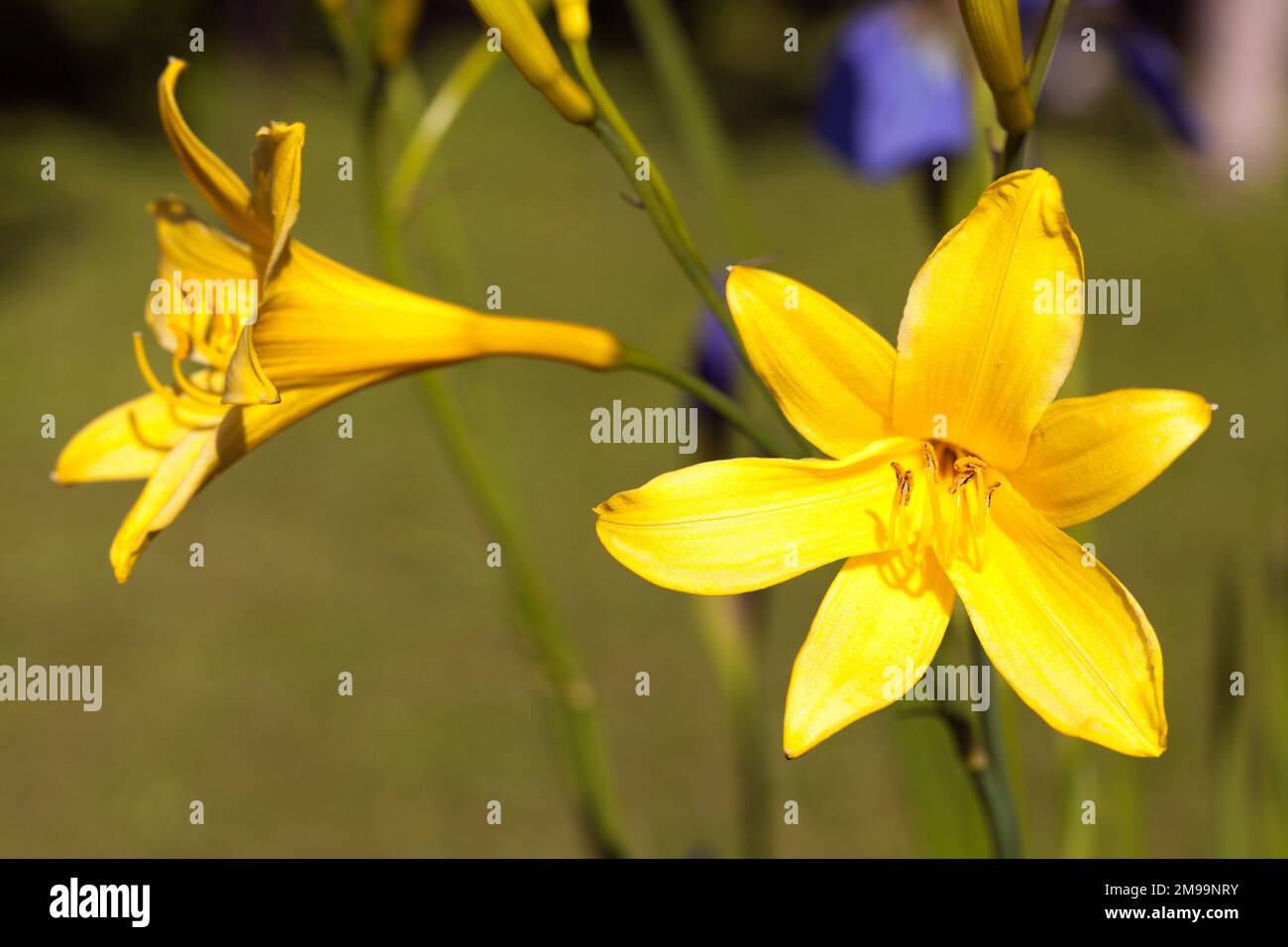 Yellow Lily, Lilly Flower. Buds on the fuzzy background. Daylight Stock ...