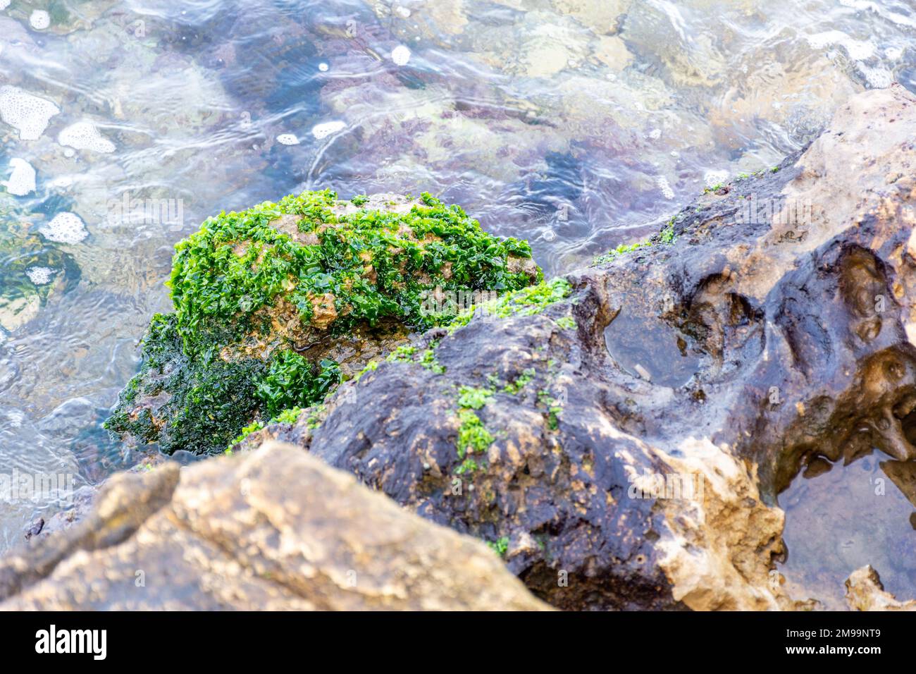 Seaweed rock underwater hi-res stock photography and images - Alamy
