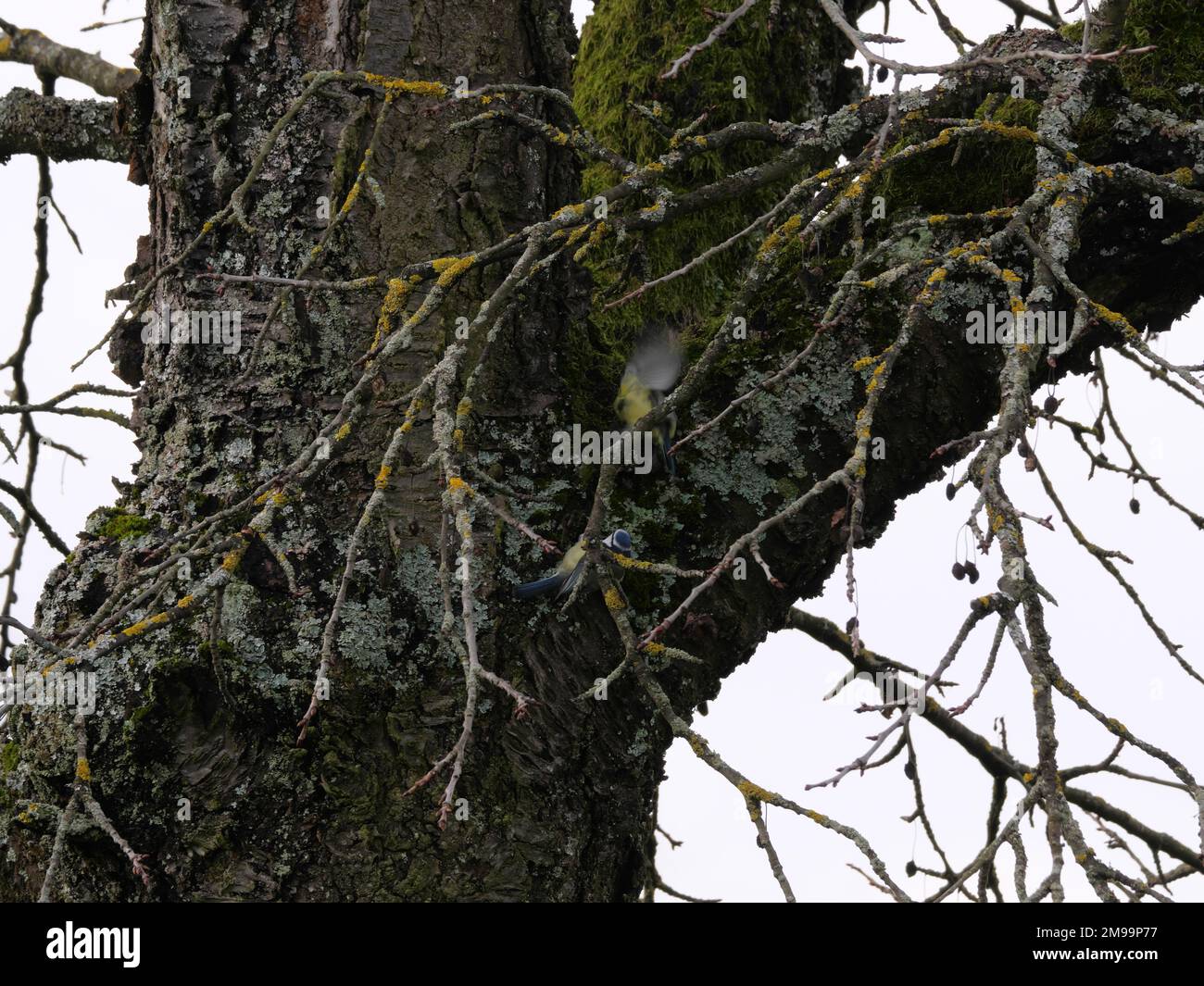 Fruit tree bark hi-res stock photography and images - Alamy