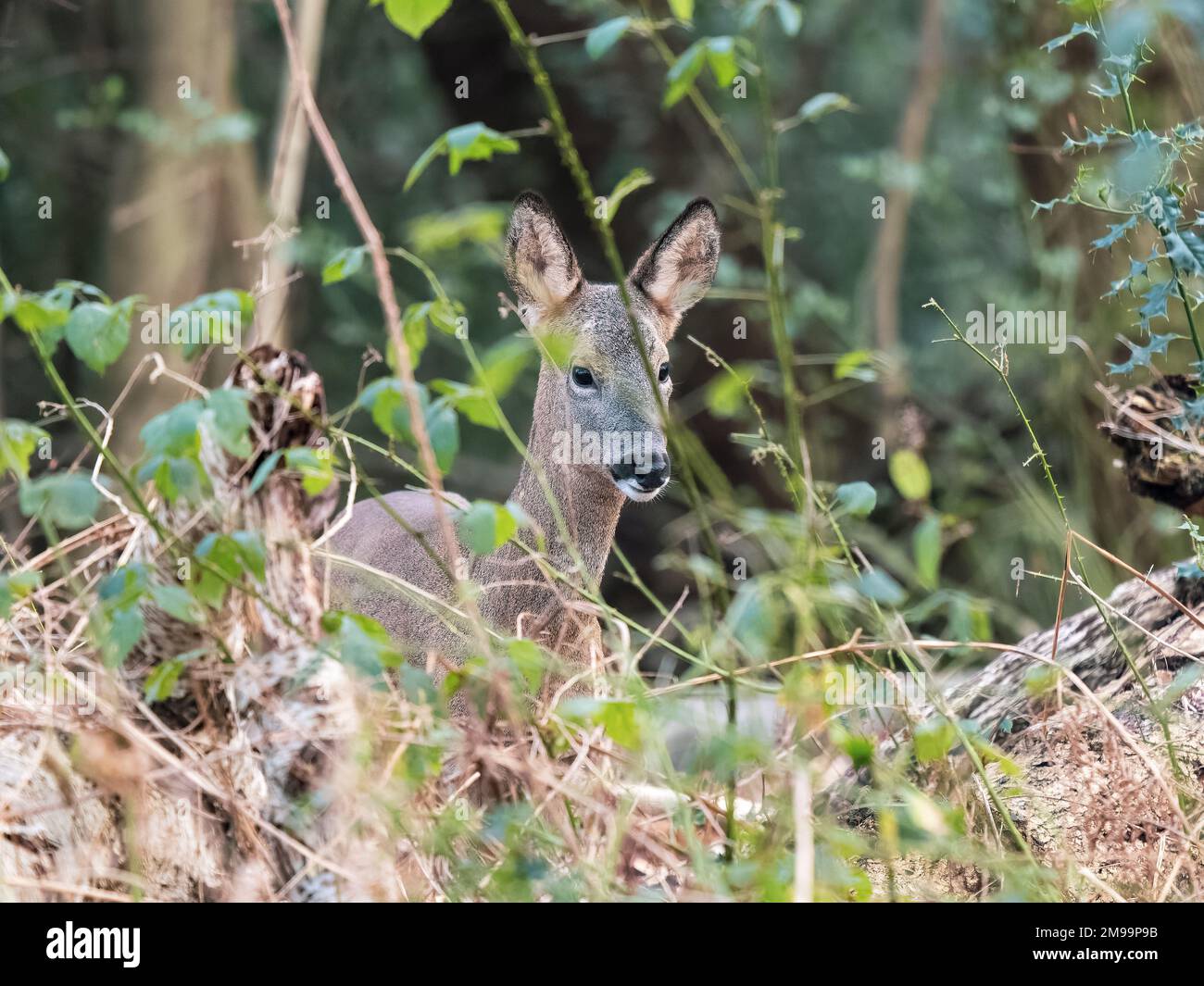 Female Roe Deer in a Wood Stock Photo - Alamy