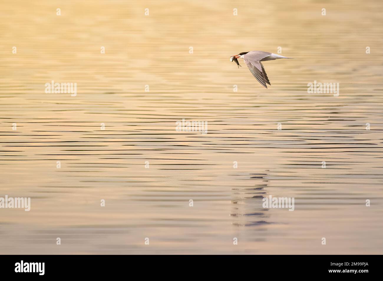 A beautiful view of tern flying with a fish in mouth over the lake ...