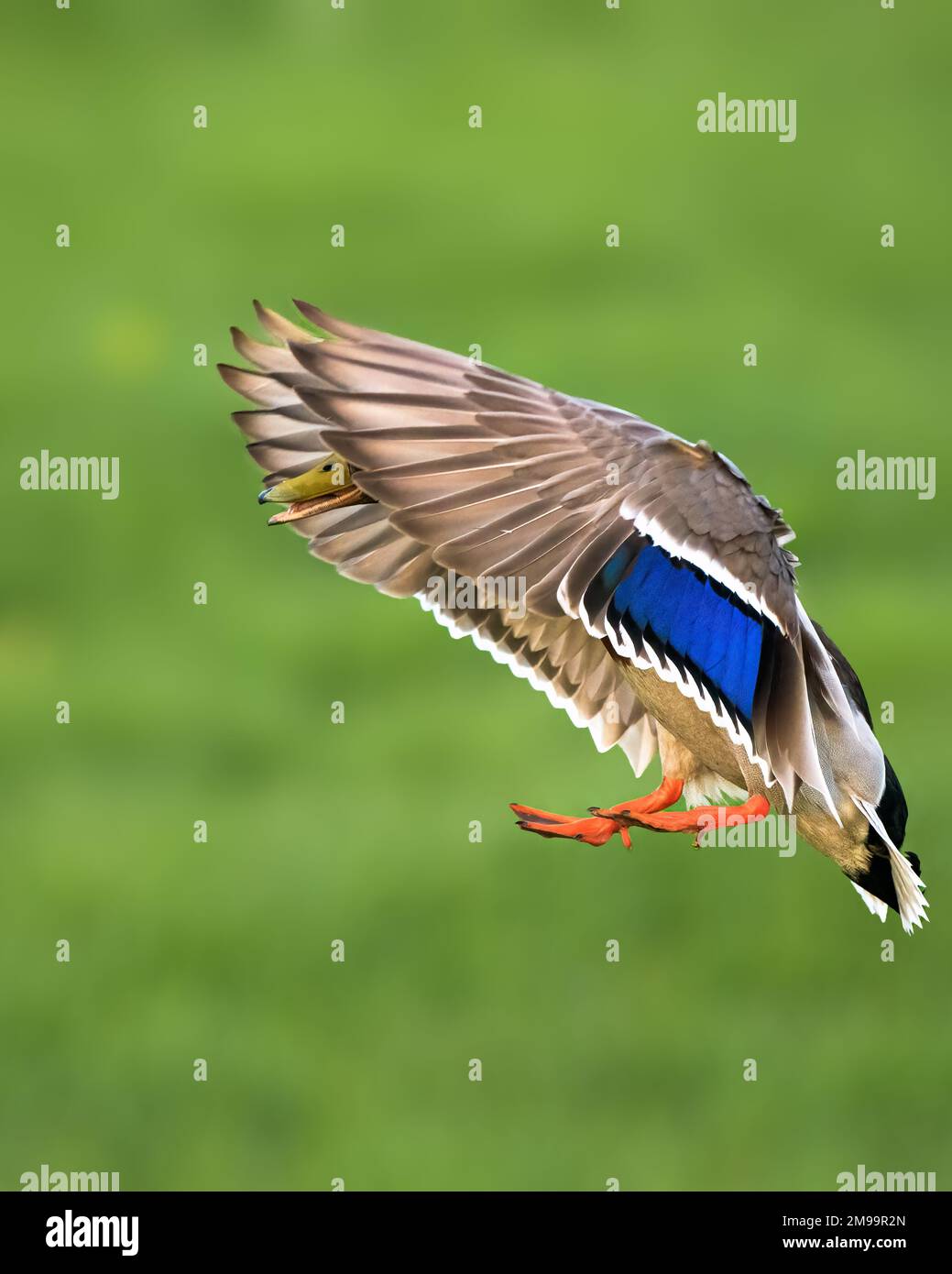 A vertical shot of a mallard duck in flight with wide spread wings ...