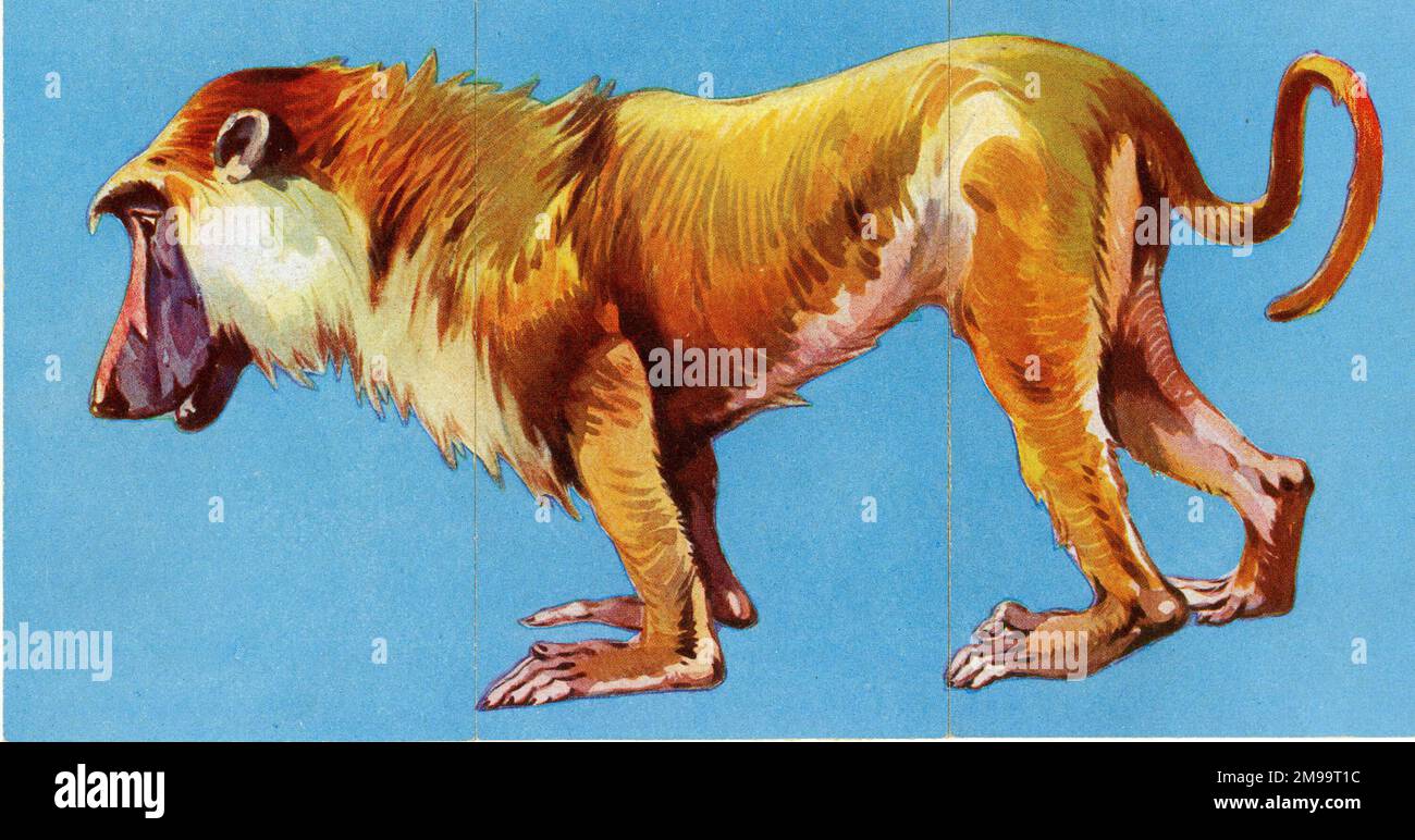 Animal card game hi-res stock photography and images - Alamy