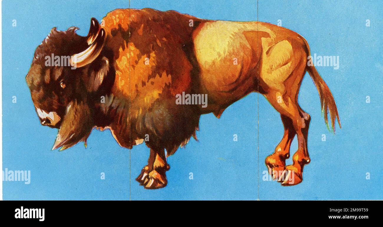 Animal card game hi-res stock photography and images - Alamy