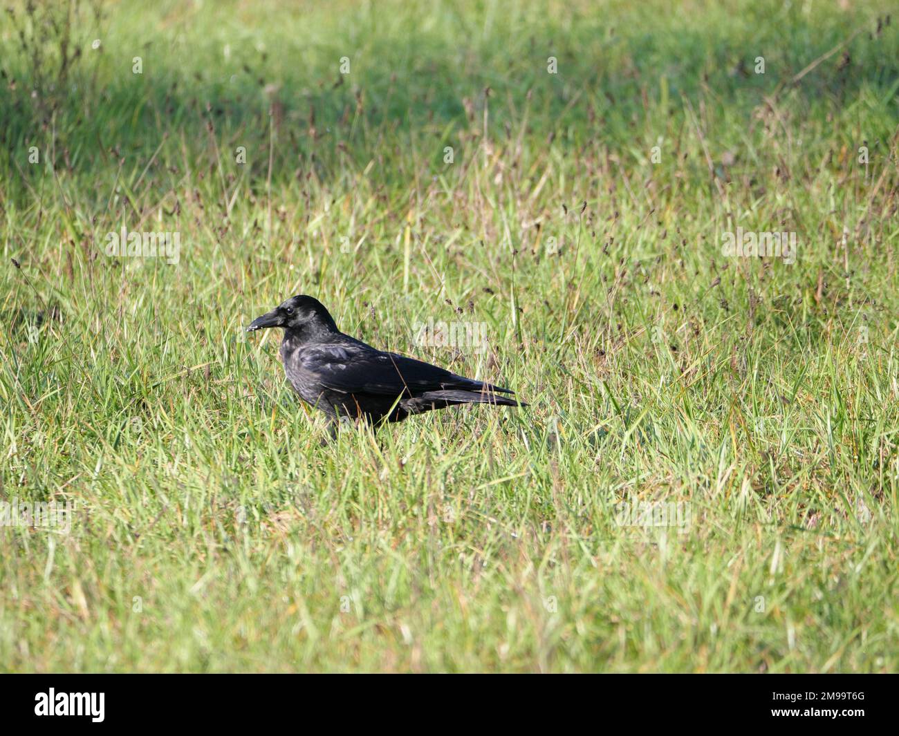 Rook with food hi-res stock photography and images - Alamy