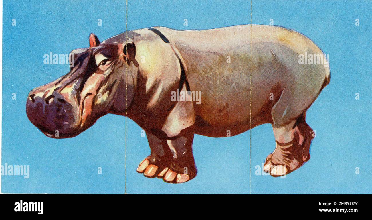 Zoo Misfitz card game - hippopotamus Stock Photo - Alamy