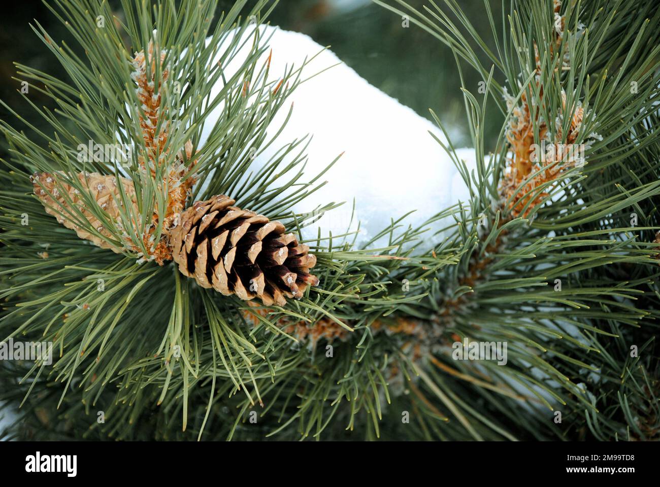 A close-up image of a snow-covered pine tree branch in winter with pine ...