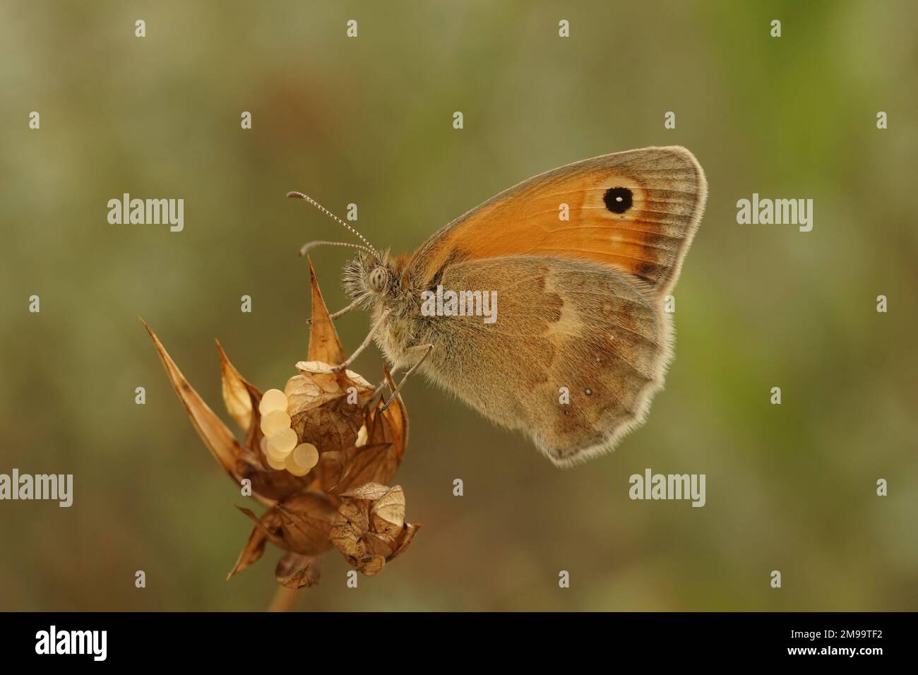 Closeup shot of the small heath butterfly, Coenonympha pamphilus ...