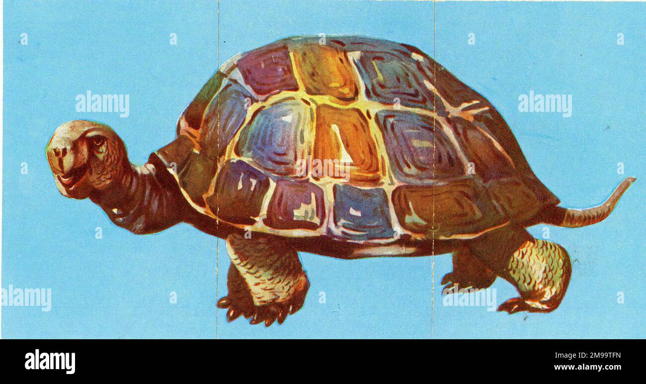 Zoo Misfitz card game - tortoise Stock Photo - Alamy