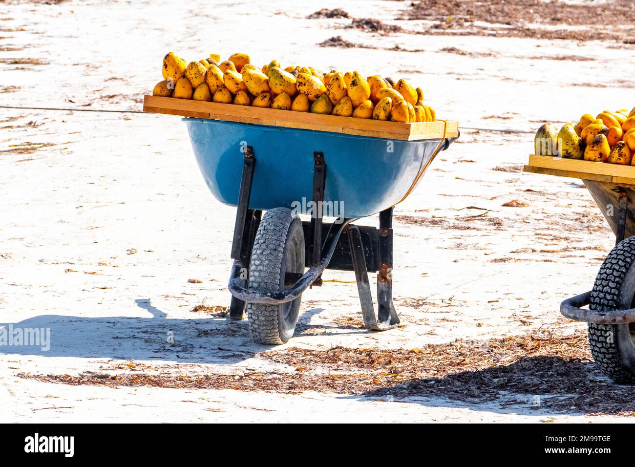 Wheelbarrow with mangoes on the beach on Isla Holbox island in Quintana ...