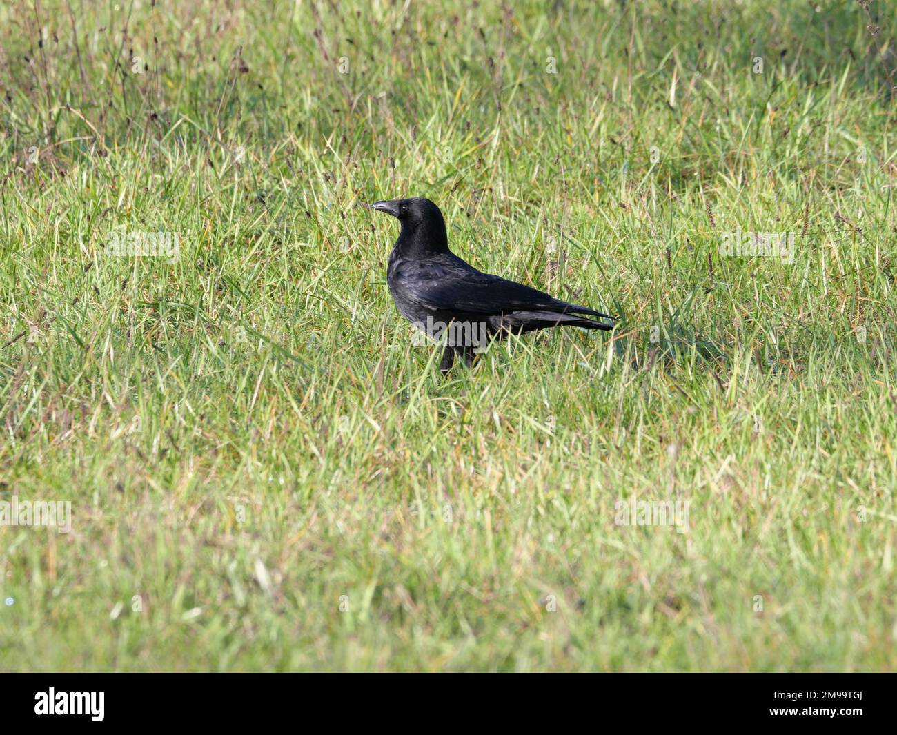 Rook with food hi-res stock photography and images - Alamy