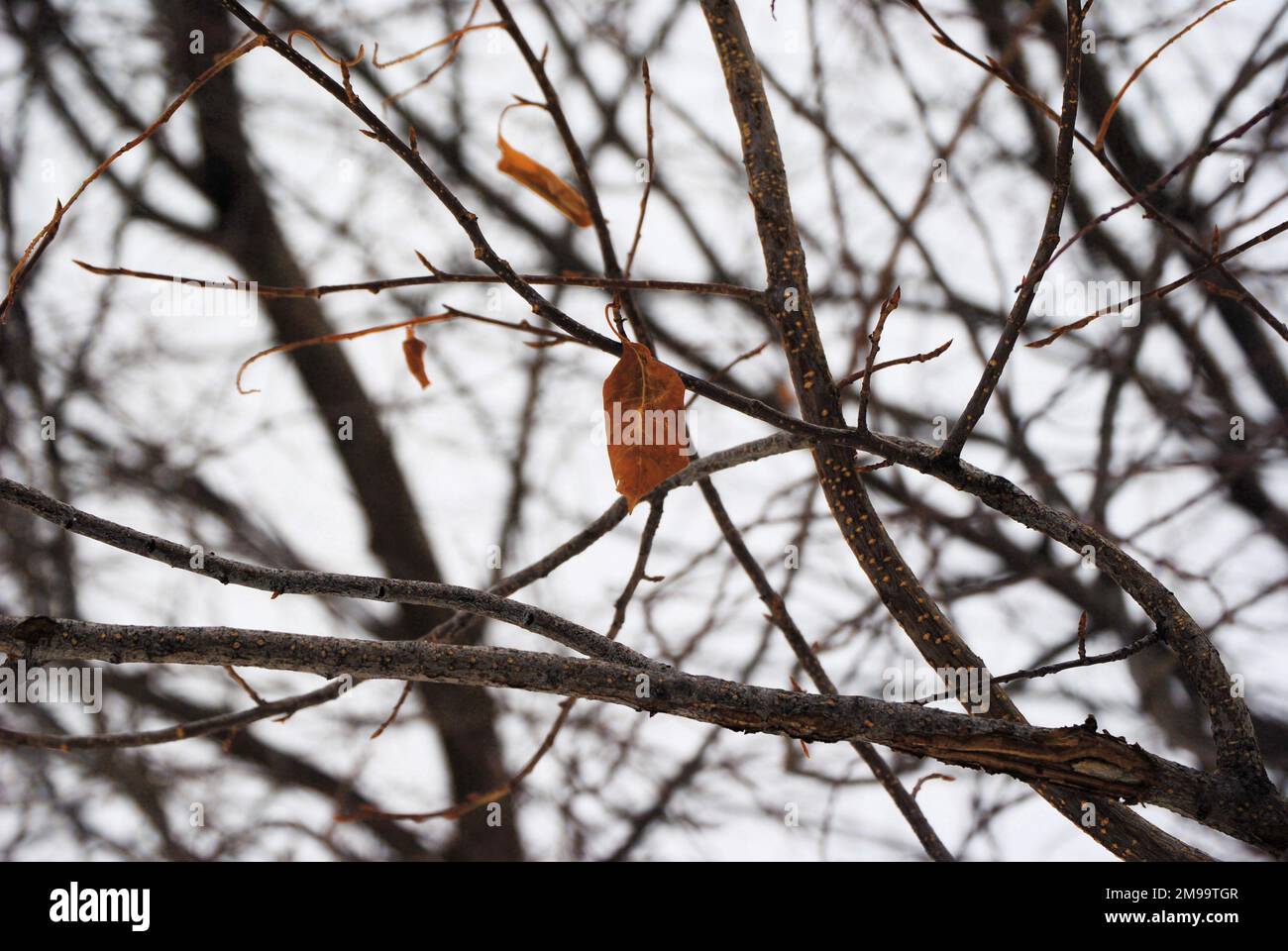 A lone leaf isolated on the branches of a barren tree in winter Stock ...