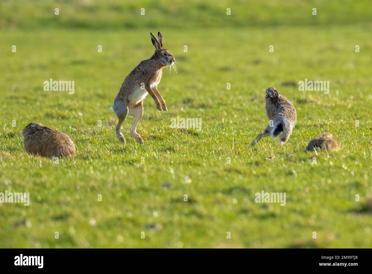Rabbits in a field hi-res stock photography and images - Alamy