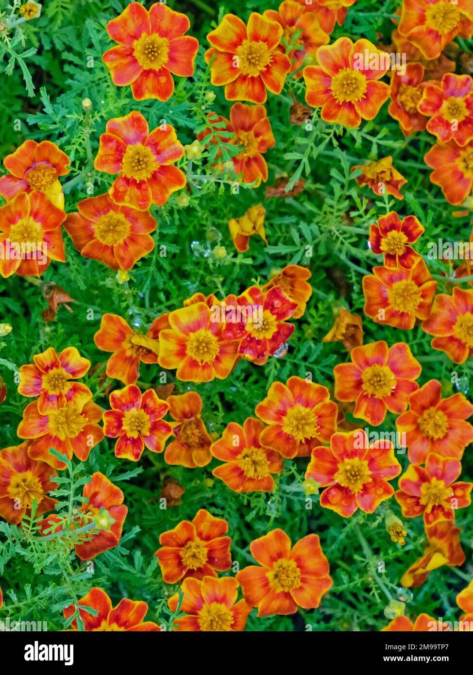 Orange flower bed hi-res stock photography and images - Alamy