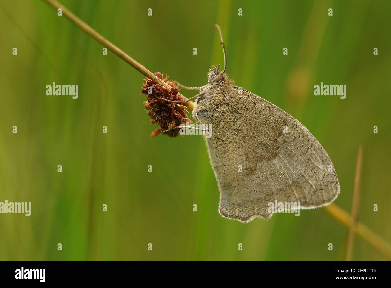 Natural closeup on a Meadow brown butterfly, Maniola jurtina , hiding ...