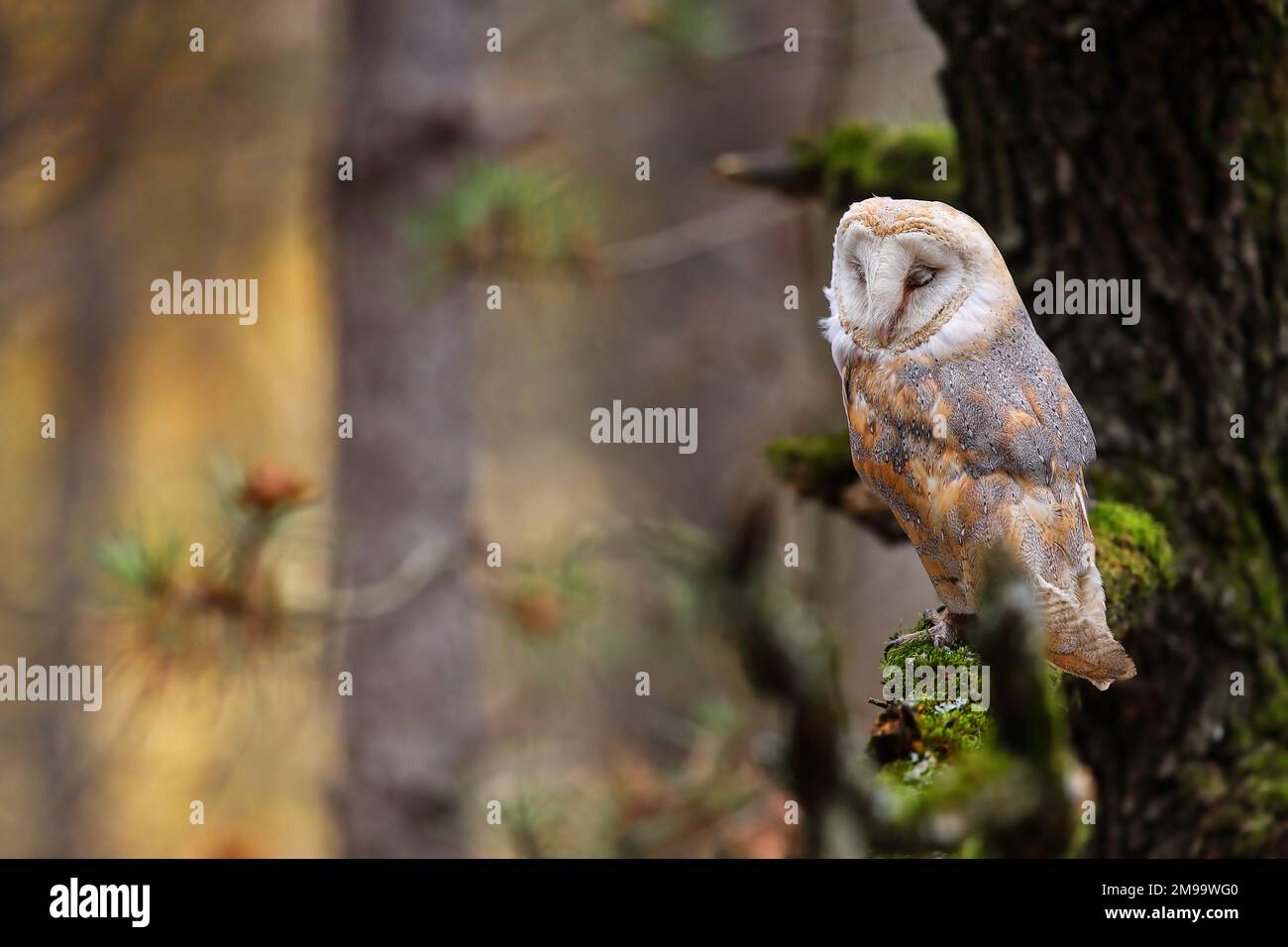 Barn owl sleeping on tree in forest with space for text Stock Photo - Alamy