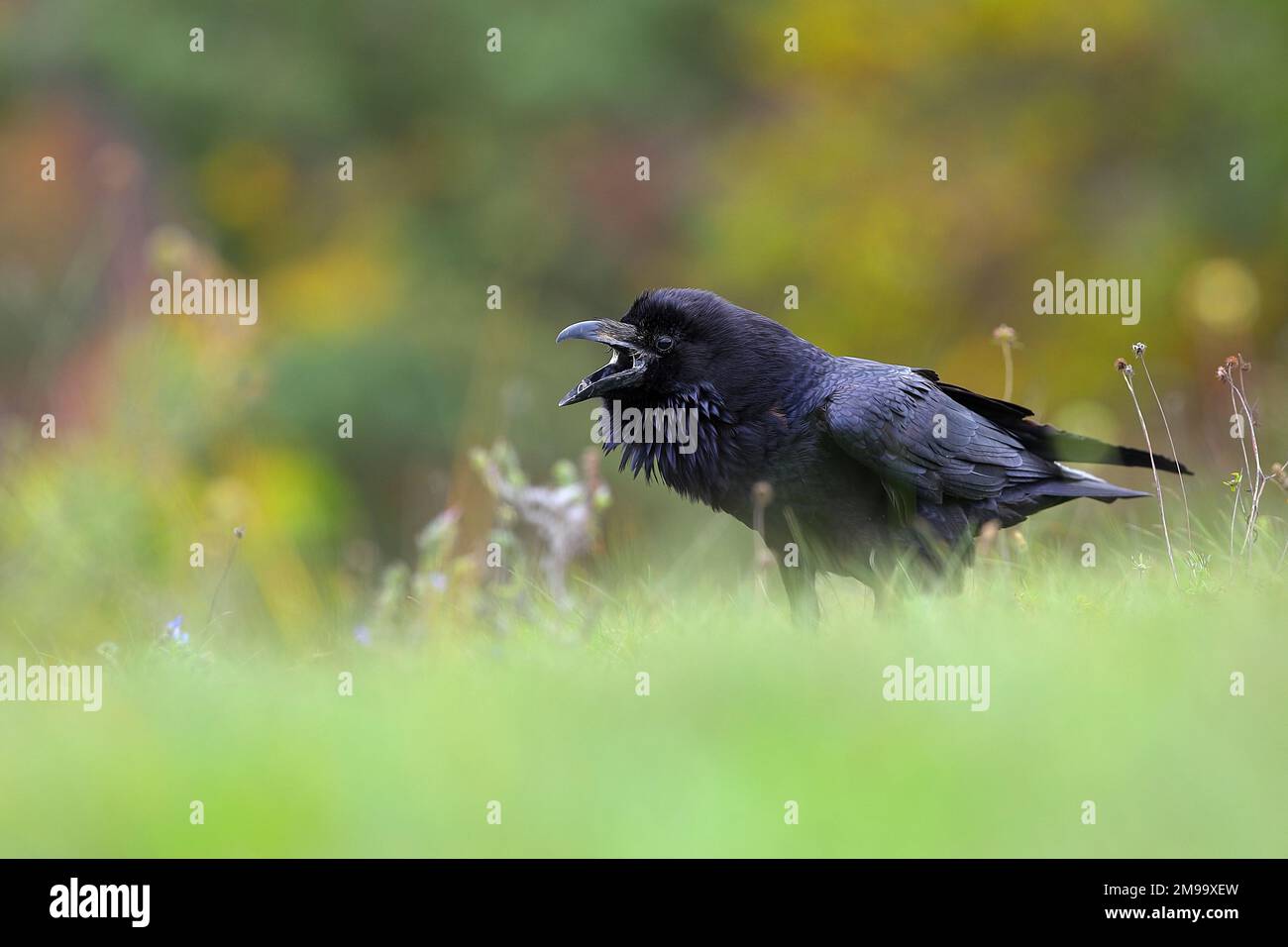 Common raven calling on grassland in summertime nature Stock Photo - Alamy