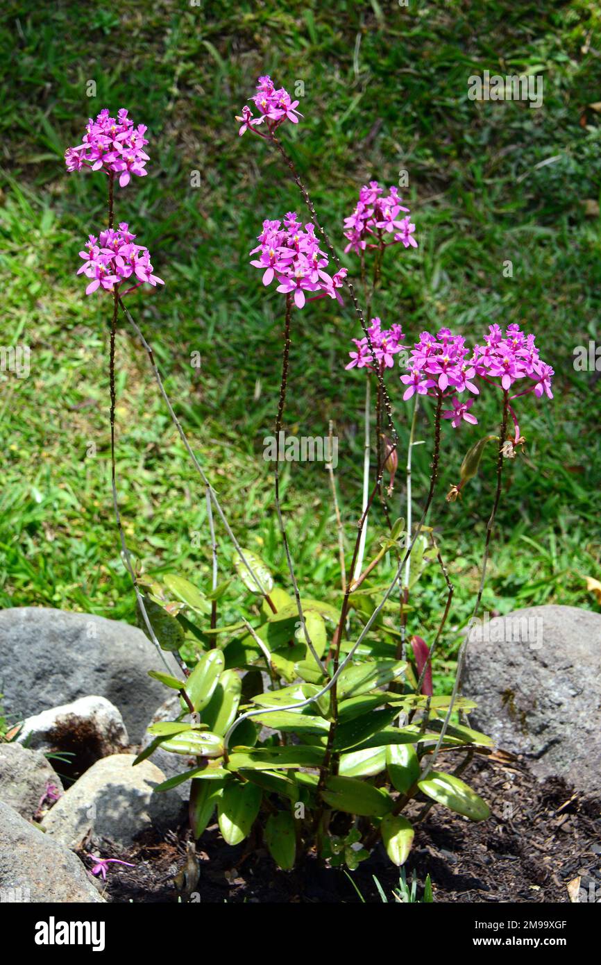 Orchid, Bali Botanic Garden, Bedugul, Bali, Indonesia, Asia Stock Photo ...