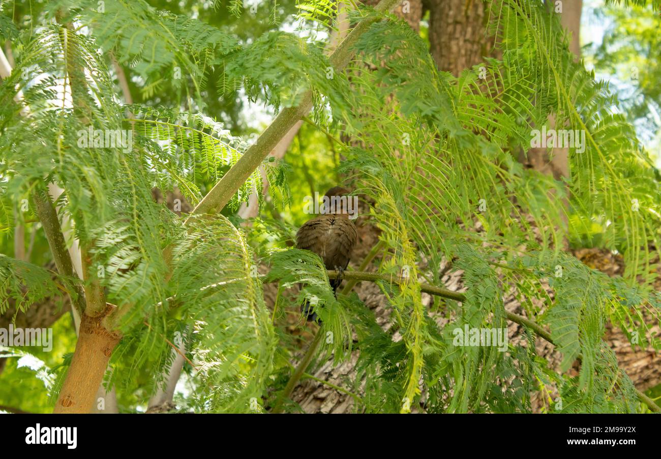 Rainforest bird's eye view hi-res stock photography and images - Alamy