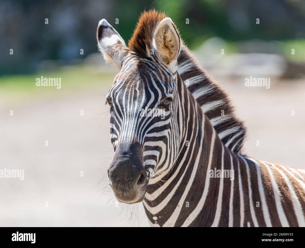 A closeup shot of the head of the zebra Stock Photo - Alamy