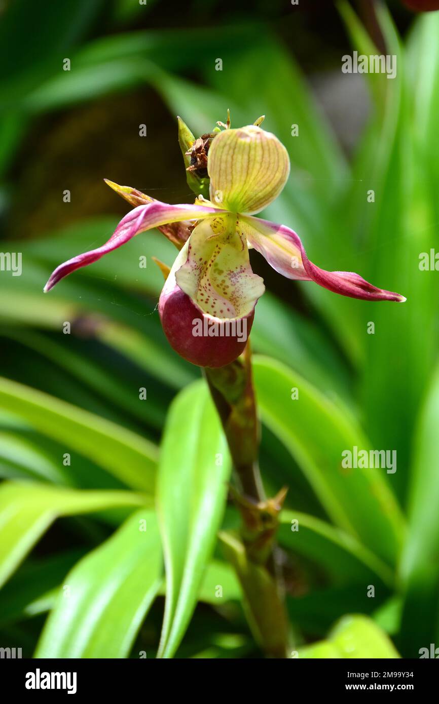 Orchid, Bali Botanic Garden, Bedugul, Bali, Indonesia, Asia Stock Photo ...