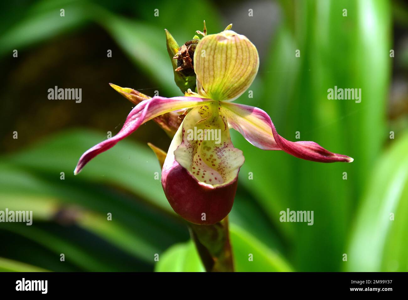 Orchid, Bali Botanic Garden, Bedugul, Bali, Indonesia, Asia Stock Photo ...