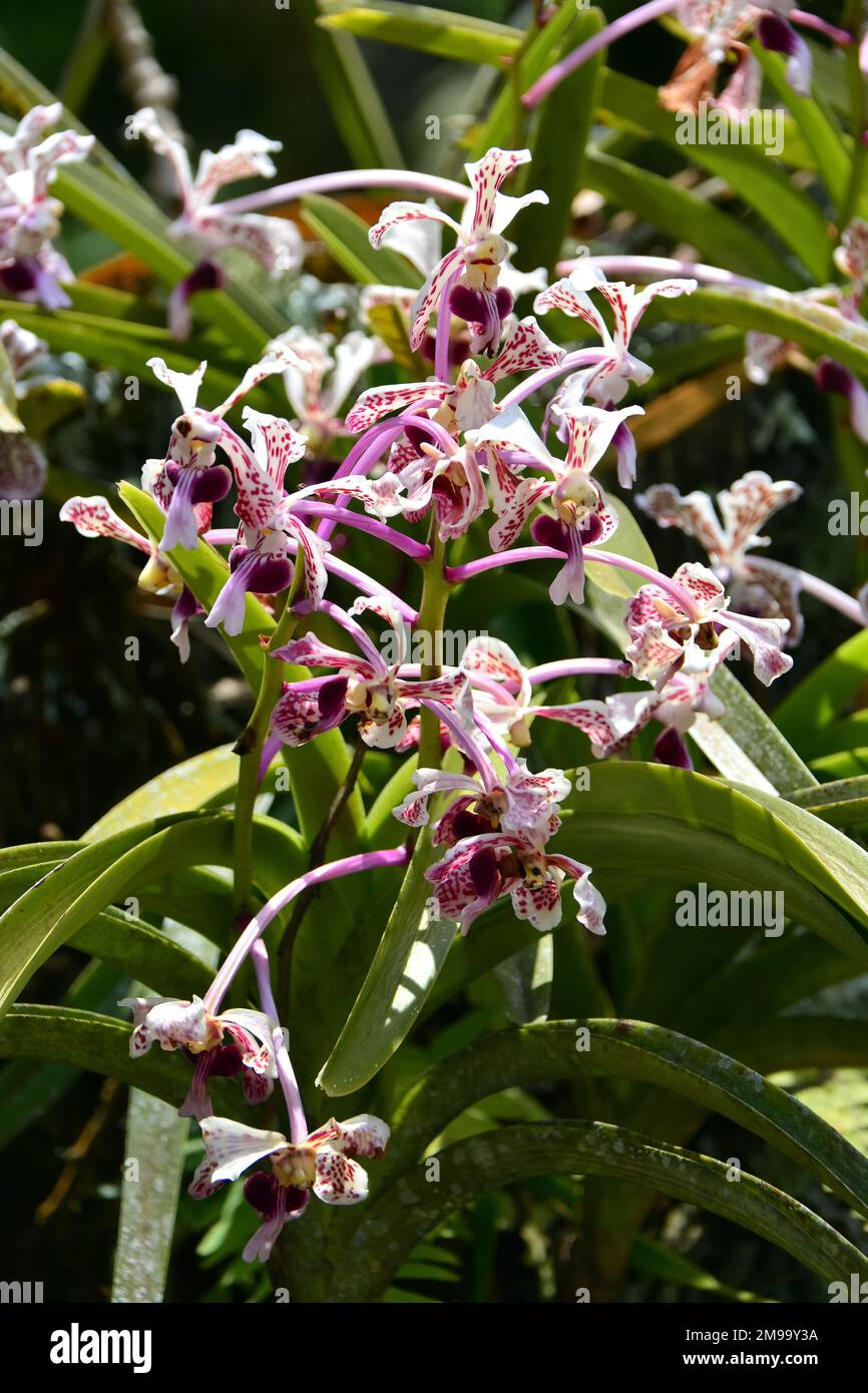 Orchid, Bali Botanic Garden, Bedugul, Bali, Indonesia, Asia Stock Photo ...