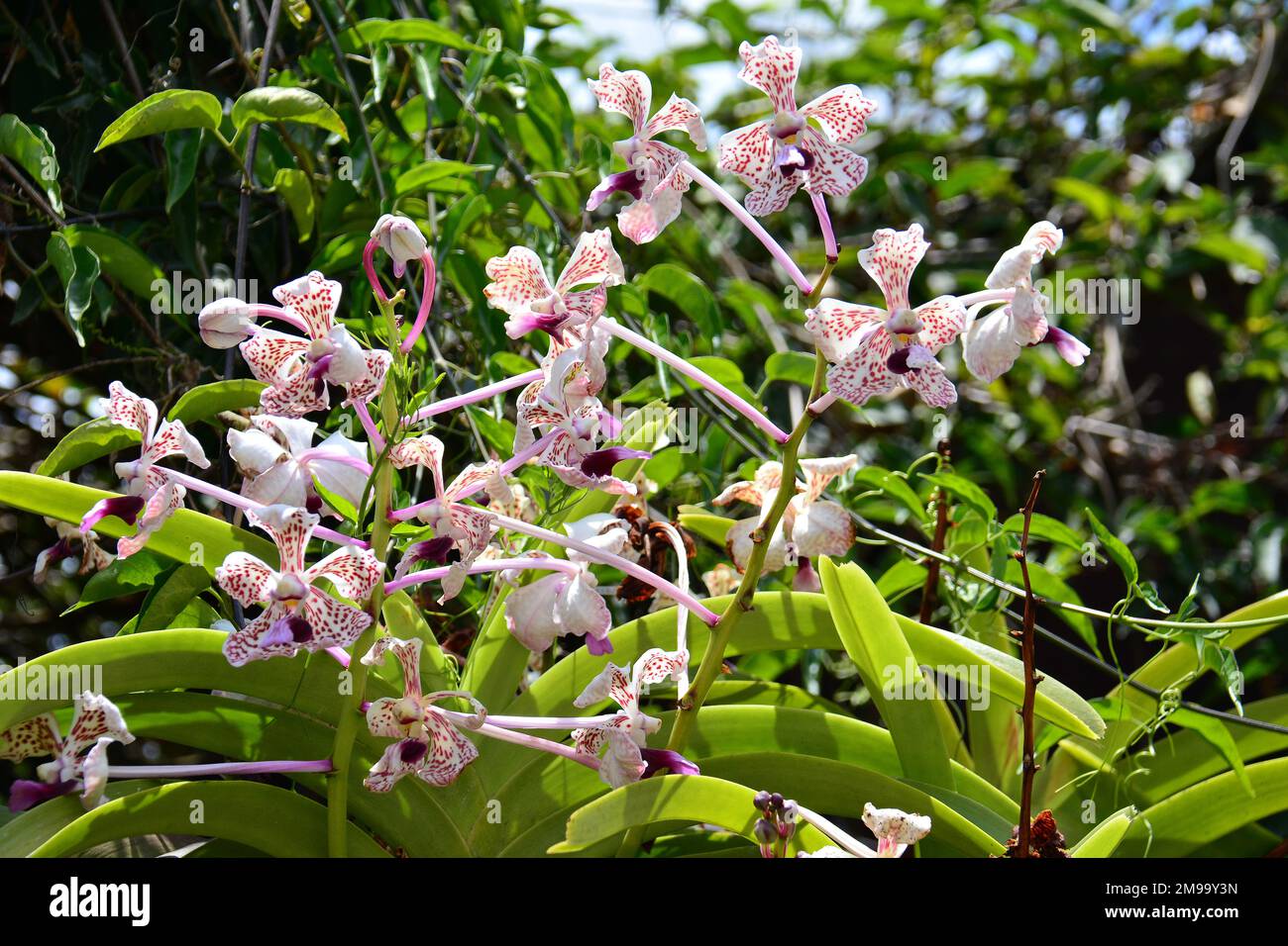 Orchid, Bali Botanic Garden, Bedugul, Bali, Indonesia, Asia Stock Photo ...