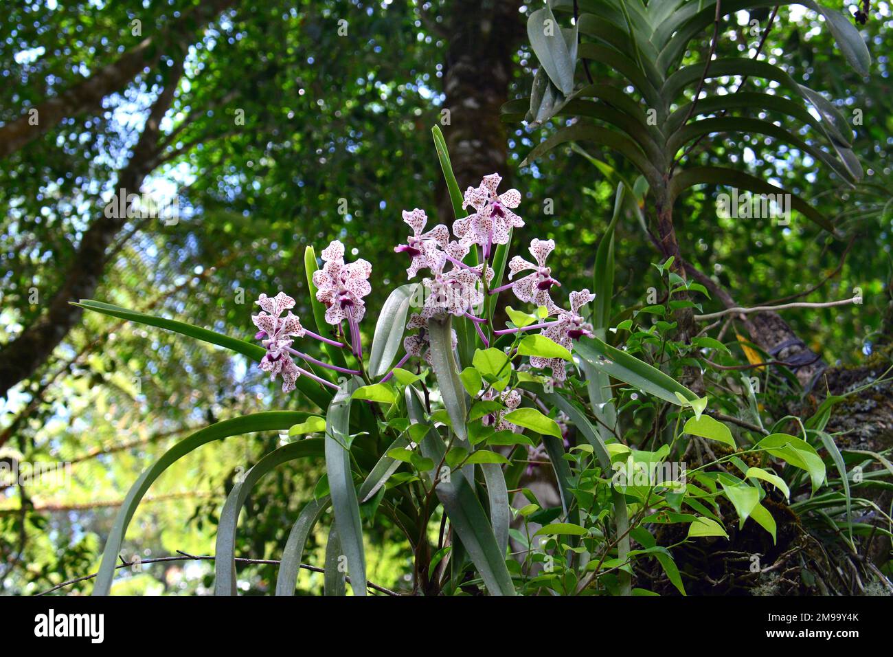 Orchid, Bali Botanic Garden, Bedugul, Bali, Indonesia, Asia Stock Photo ...