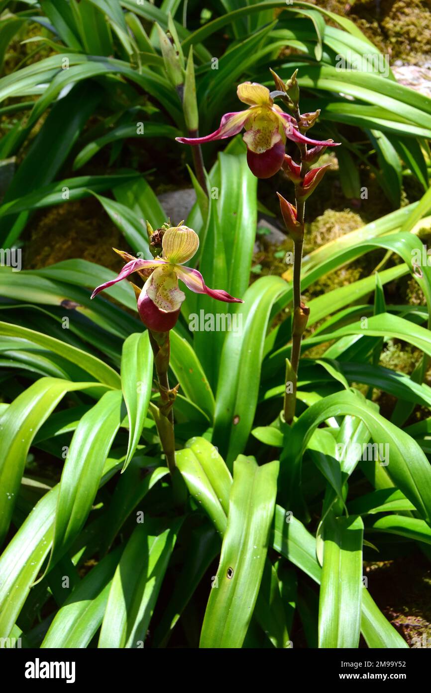 Orchid, Bali Botanic Garden, Bedugul, Bali, Indonesia, Asia Stock Photo ...