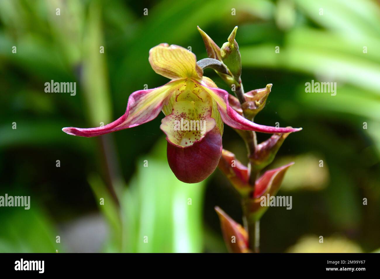 Orchid, Bali Botanic Garden, Bedugul, Bali, Indonesia, Asia Stock Photo ...