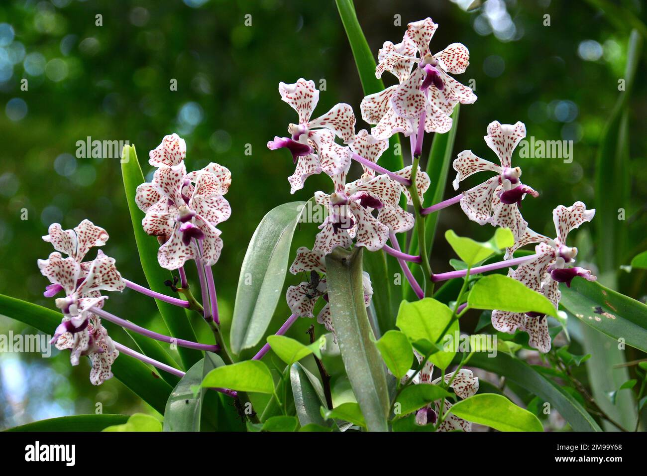 Orchid, Bali Botanic Garden, Bedugul, Bali, Indonesia, Asia Stock Photo ...