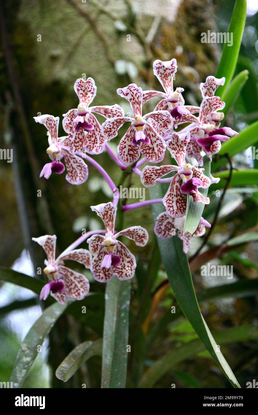 Orchid, Bali Botanic Garden, Bedugul, Bali, Indonesia, Asia Stock Photo ...