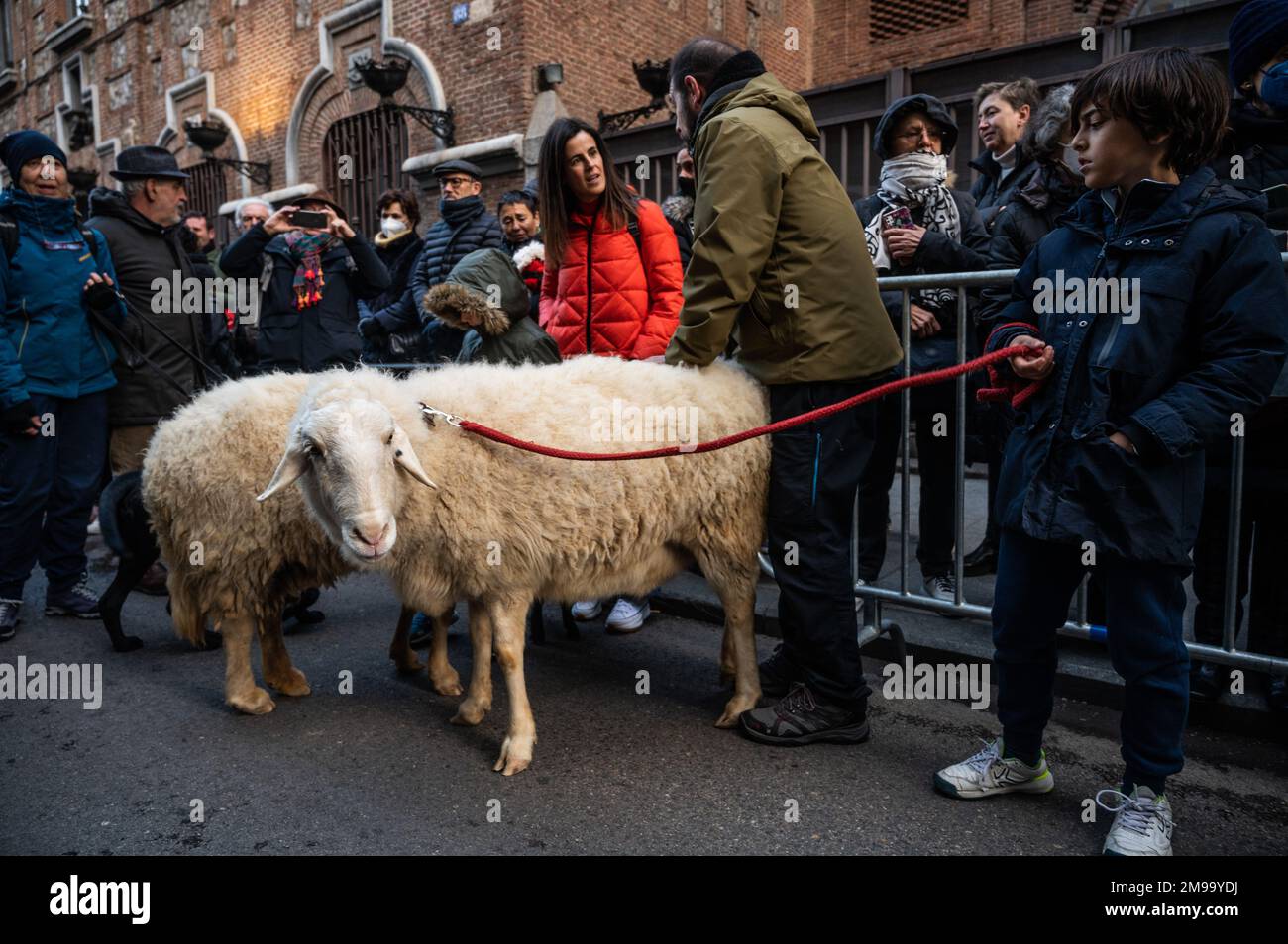 Madrid, Spain. 17th Jan, 2023. A young boy carries sheep to be blessed ...