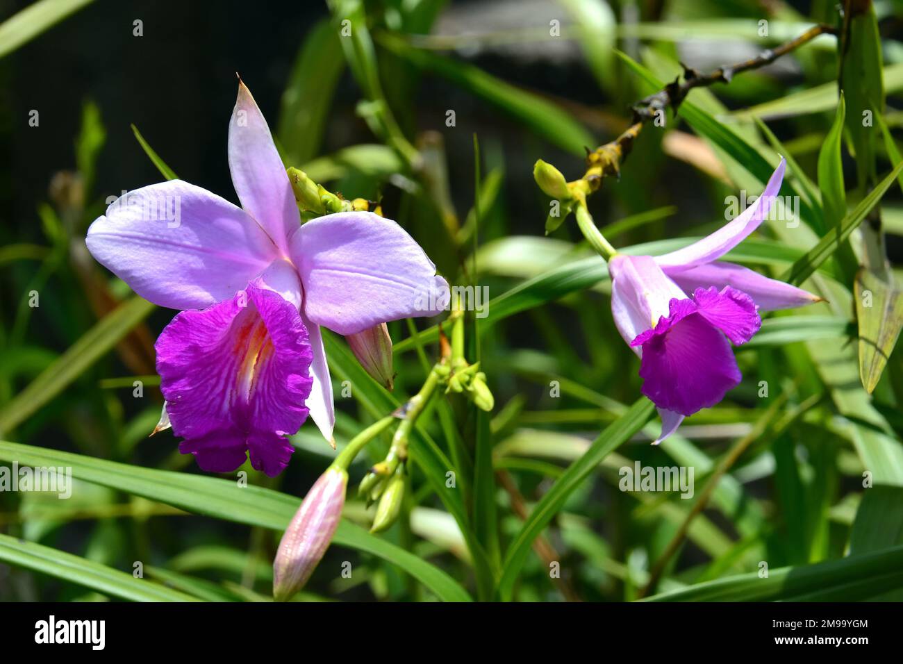 Cattleya orchid, Bali Botanic Garden, Bedugul, Bali, Indonesia, Asia ...