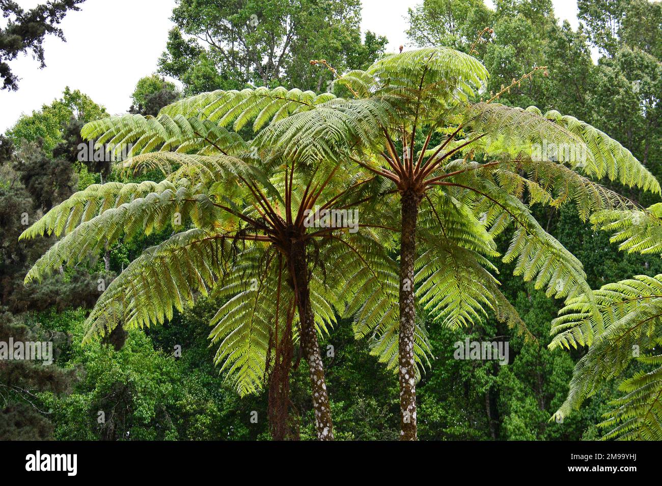 Cyatheales, Baumfarn, Fougères arborescentes, páfrányfa, Bali Botanic ...