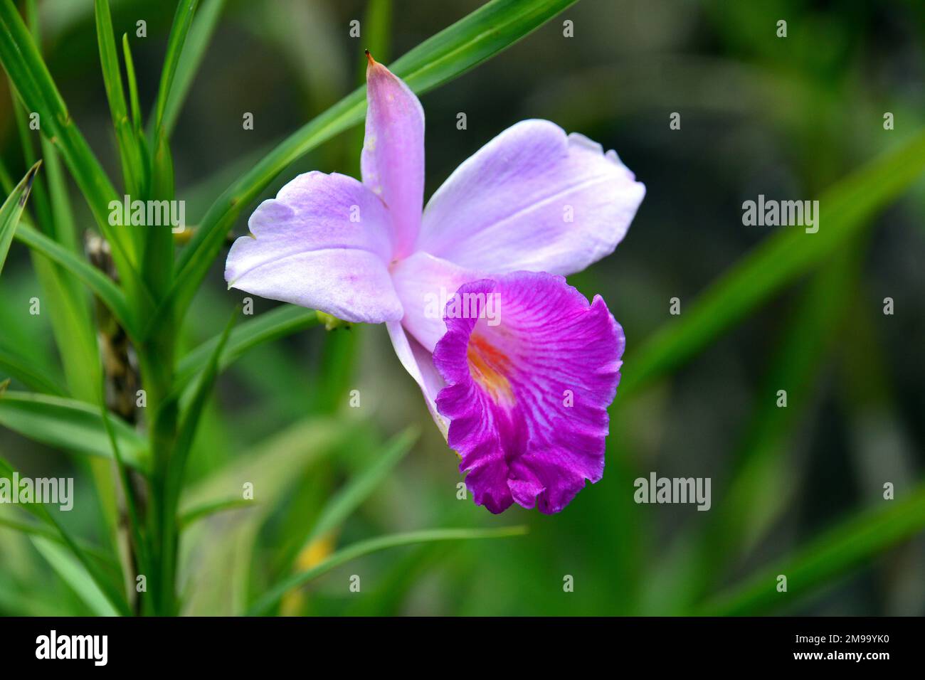 Cattleya orchid, Bali Botanic Garden, Bedugul, Bali, Indonesia, Asia ...