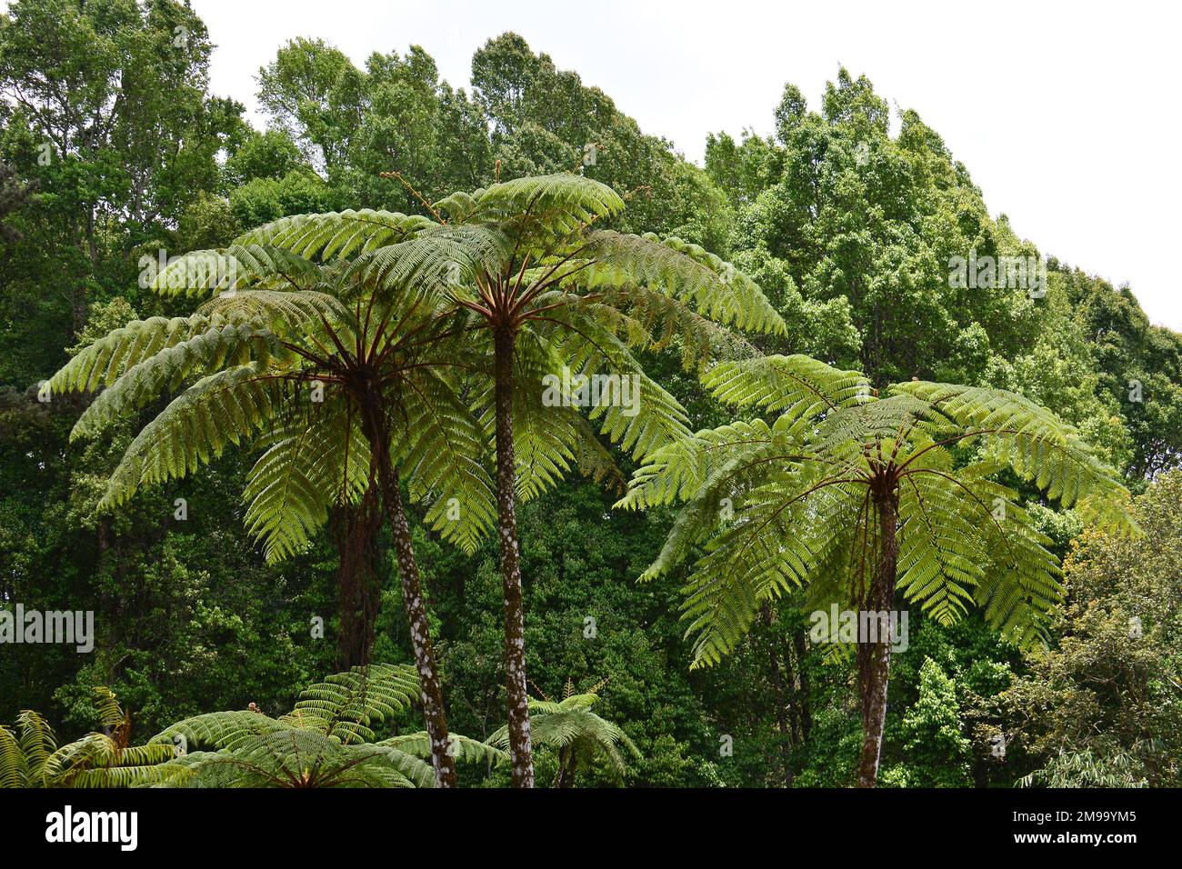 Cyatheales, Baumfarn, Fougères arborescentes, páfrányfa, Bali Botanic ...