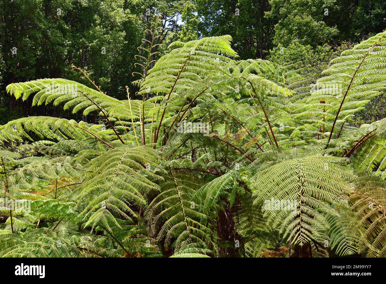 Cyatheales, Baumfarn, Fougères arborescentes, páfrányfa, Bali Botanic ...