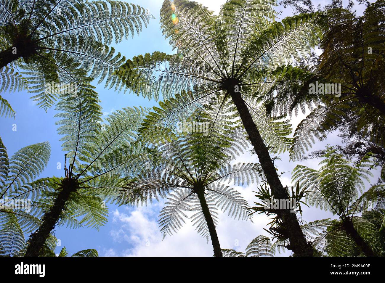 Cyatheales, Baumfarn, Fougères arborescentes, páfrányfa, Bali Botanic ...