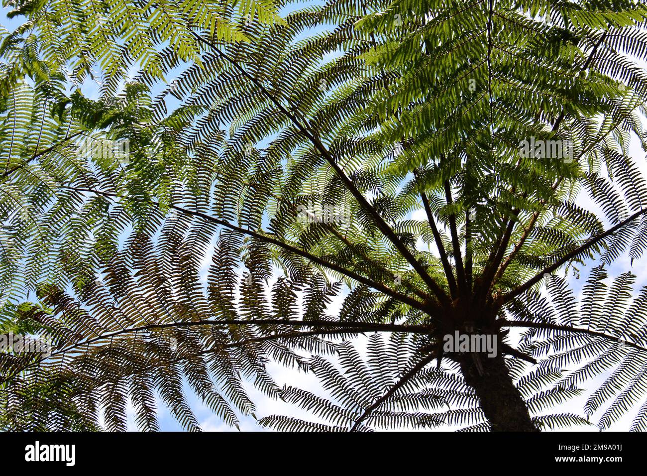 Cyatheales, Baumfarn, Fougères arborescentes, páfrányfa, Bali Botanic ...