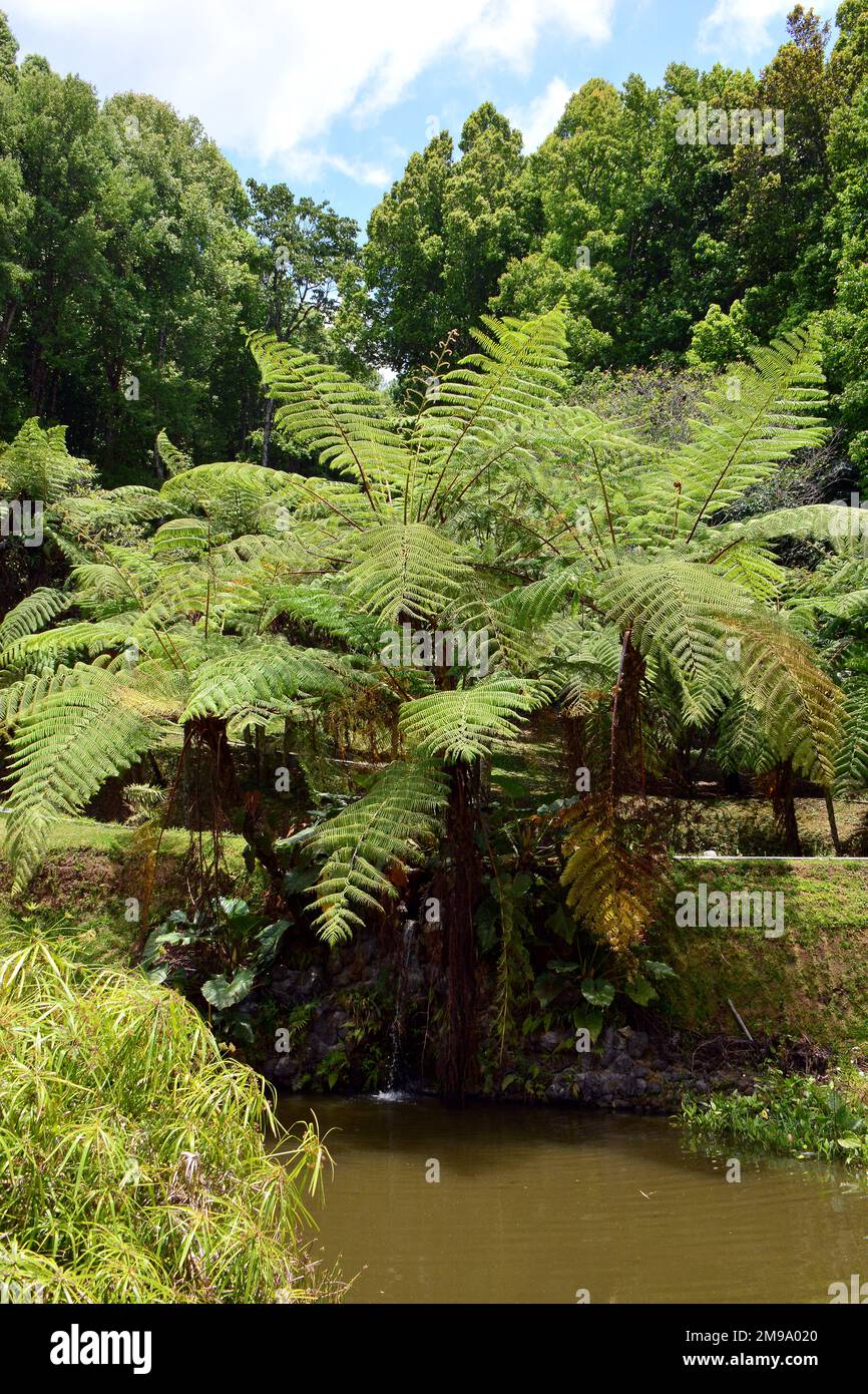 Cyatheales, Baumfarn, Fougères arborescentes, páfrányfa, Bali Botanic ...