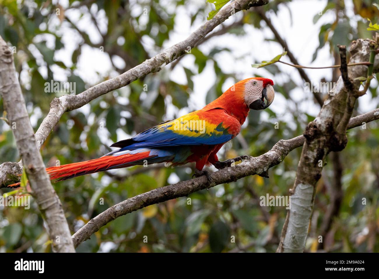 Scarlet Macaw in Costa Rica Stock Photo - Alamy Scarlet Macaw in Costa Rica Stock Photo - Alamy