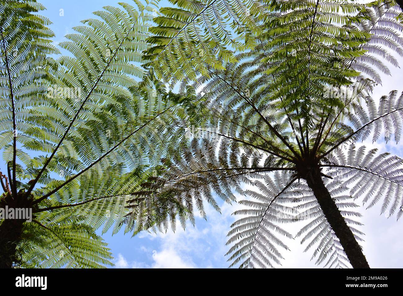 Cyatheales, Baumfarn, Fougères arborescentes, páfrányfa, Bali Botanic ...