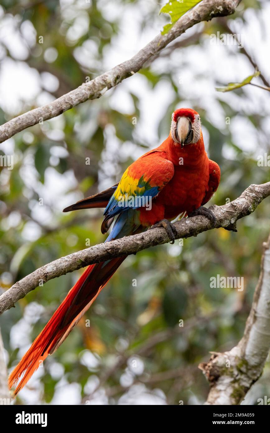 Scarlet Macaw in Costa Rica Stock Photo - Alamy